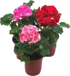 Chalo Freshco Flyer Ontario This Week 20 - 26 May 2021